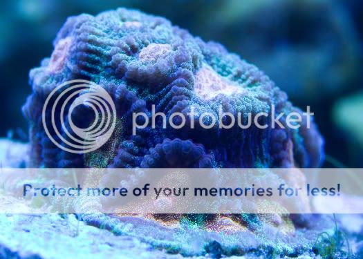 Metallic Green Favia Care | Michigan Reefers