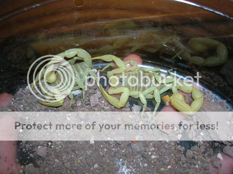 Hadrurus obscurus? | Arachnoboards