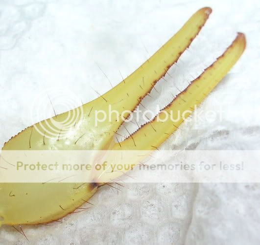 Hadrurus obscurus? | Page 2 | Arachnoboards