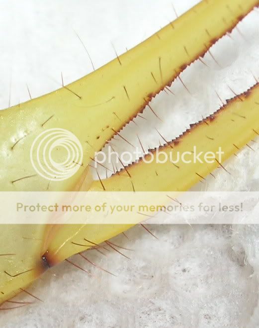 Hadrurus obscurus? | Page 2 | Arachnoboards