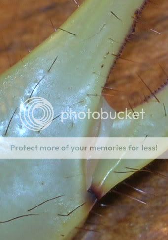 Hadrurus obscurus? | Page 2 | Arachnoboards