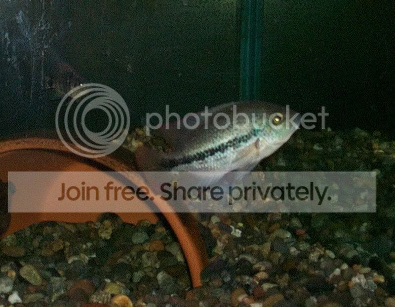Vieja fenestratus - The Cichlid Room Companion