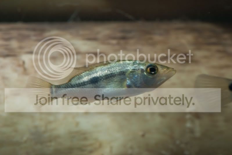 "Wild morph" Petenia splendida - morphing | MonsterFishKeepers.com