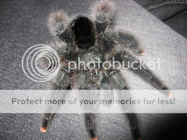 MM Avicularia SP Kwitara River | Reptile Forums