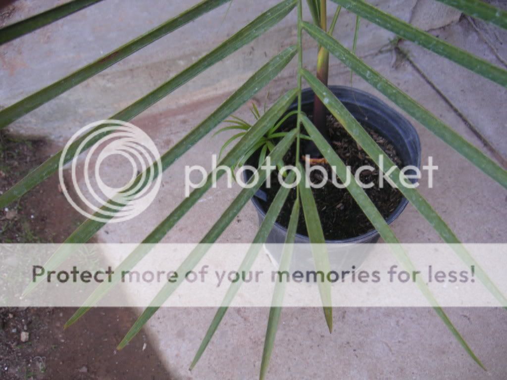 Dypsis heteromorpha - DISCUSSING PALM TREES WORLDWIDE - PalmTalk