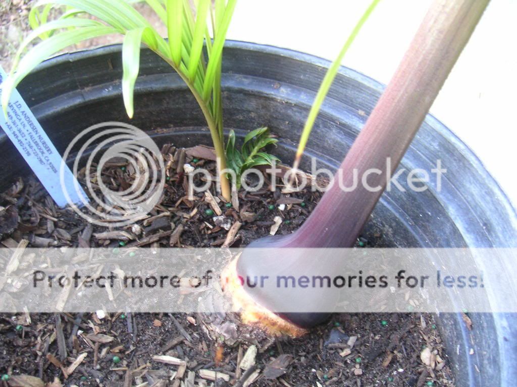 Dypsis heteromorpha - DISCUSSING PALM TREES WORLDWIDE - PalmTalk