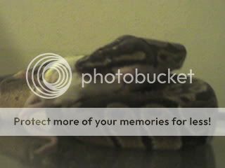 My royal python eating | Reptile Forums